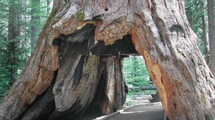 The Famous Redwood Tunnel Tree Fell In California | Armstrong Economics